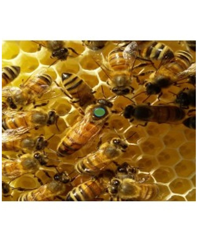 NUCLEUS LIGUSTIC BEES - Cores - Stalè Materiale Apistico