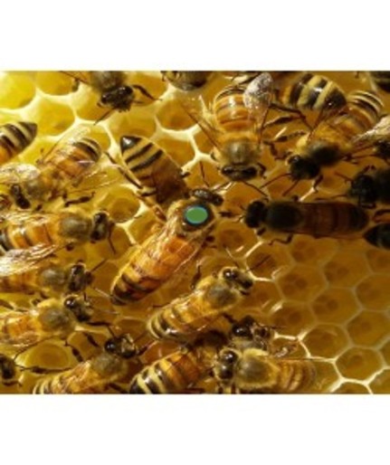 NUCLEO DI API CON REGINA - Nuclei - Stalè Materiale Apistico