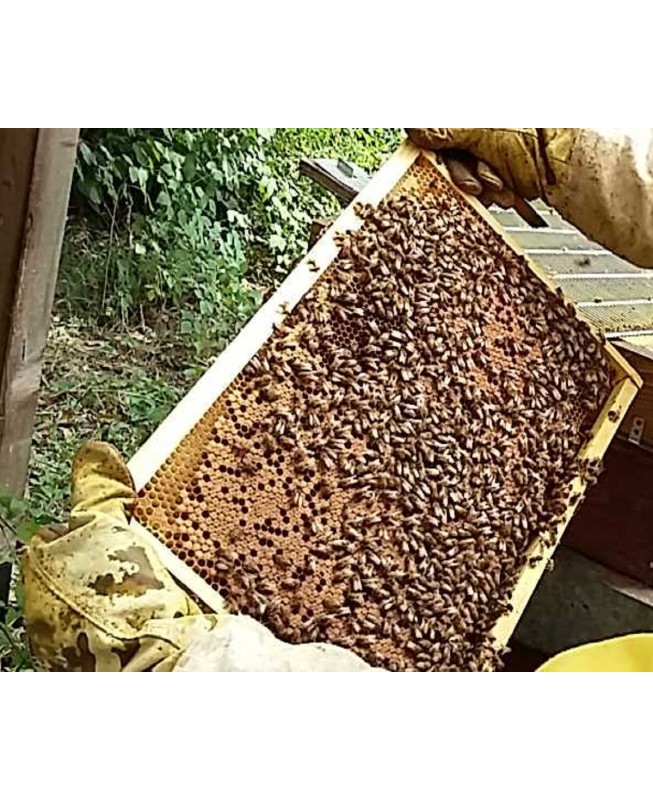 NUCLEO DI API CON REGINA - Nuclei - Stalè Materiale Apistico