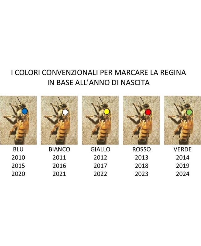 MARCA REGINA AZZURRO - Allevamento api regine e produzione pappa reale ...